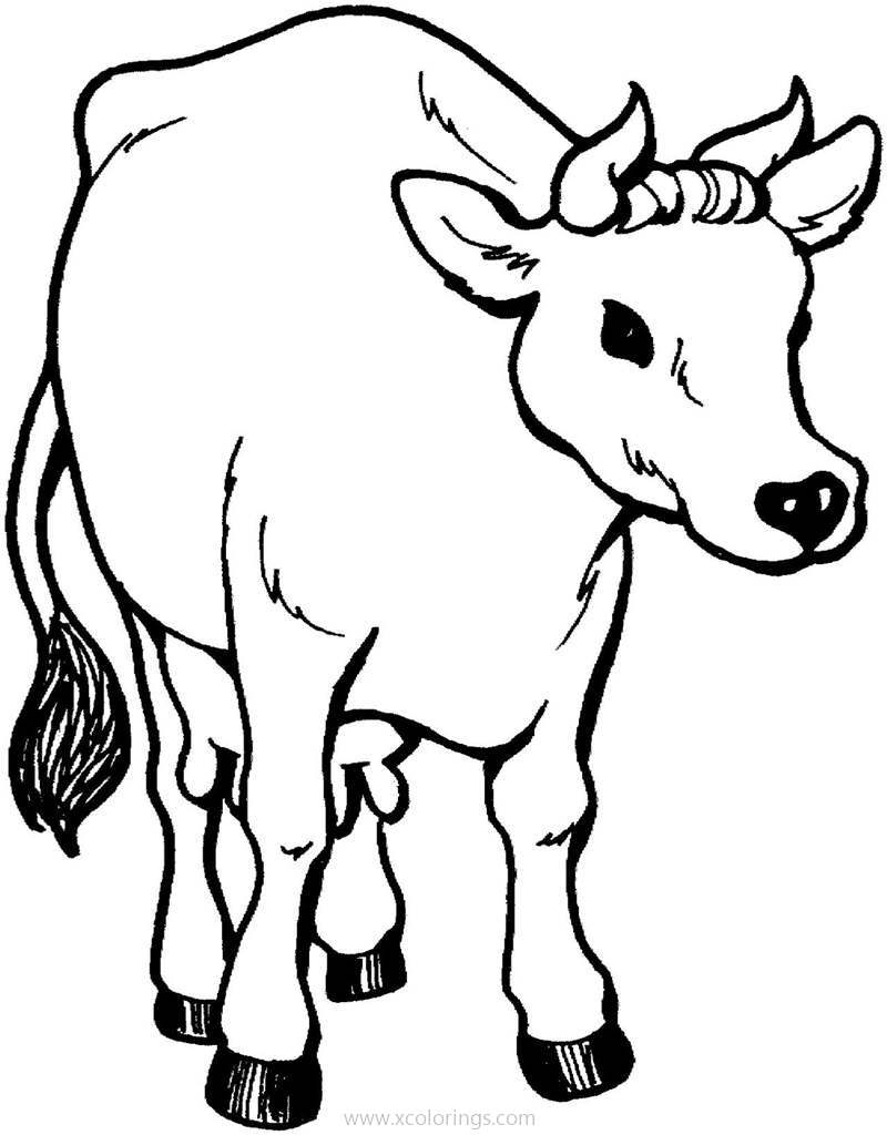 Jersey Cow Coloring Pages - XColorings.com Jersey Cow Coloring Pages - XColorings.com
