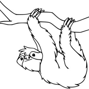 Two Toed Sloth Coloring Pages Printable - XColorings.com