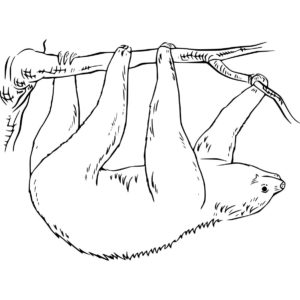 Two Toed Sloth Coloring Pages Printable - XColorings.com
