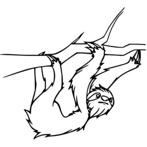 Two Toed Sloth Coloring Pages Printable - XColorings.com